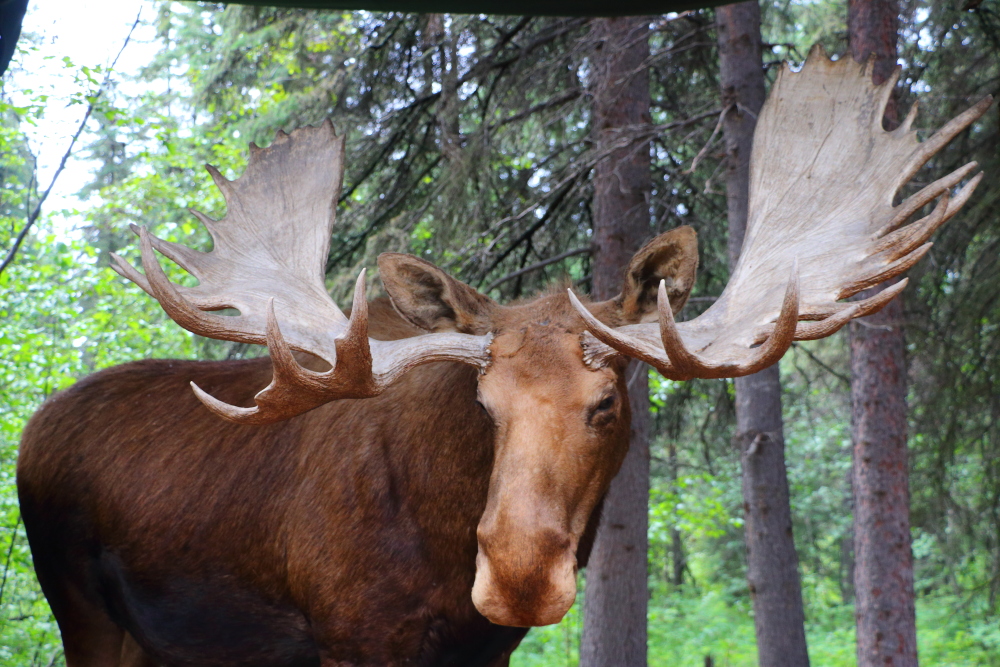 Princess Alaska Cruisetour Review